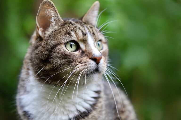 Cat Ferry Yarmouth to Maine: Everything First-Time Riders Need to Know